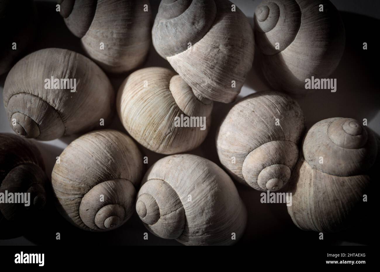 Closeup of Background with snail shells. Plenty of burgundy snails ...