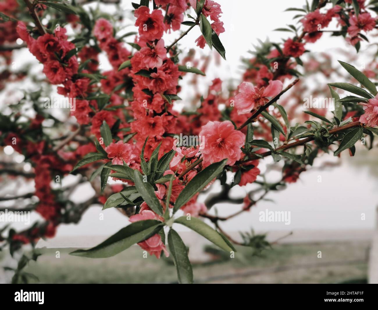 Peachy flowers hi-res stock photography and images - Alamy