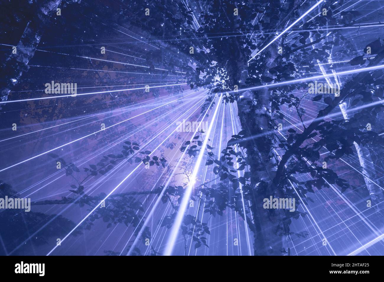 Low angle of a tree with lights on the sky background Stock Photo - Alamy