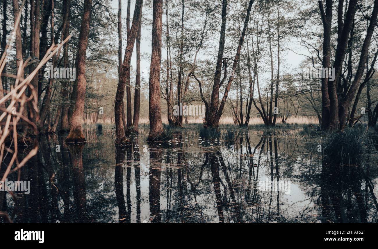 Beautiful landscape view of swamp forest trees reflecting on the water ...