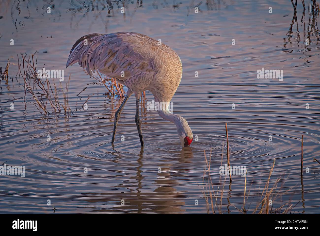 Sandhill crane drinking water at Bosque del Apache National Wildlife ...