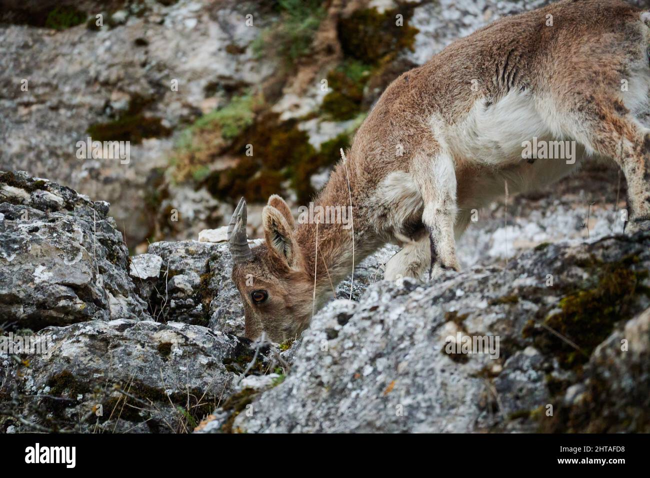 Closeup of a cute tiny mountain goat sniffing the rocks at the El ...
