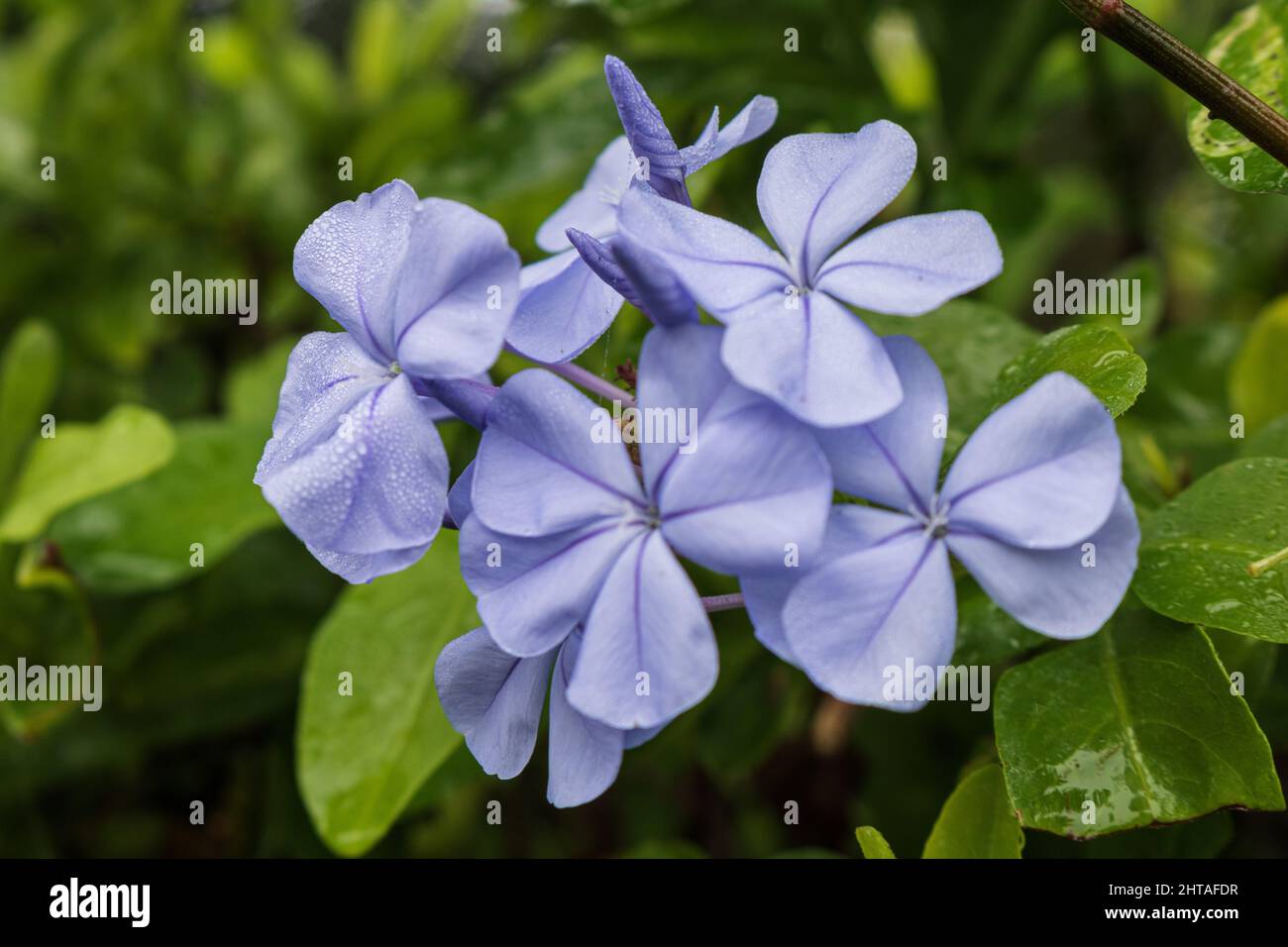 Leadworts hi-res stock photography and images - Alamy