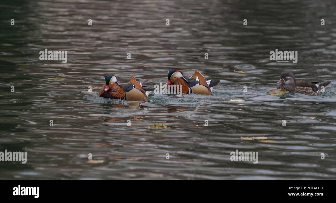 Beautiful Mandarin ducks in the pond water on a gloomy day Stock Photo ...