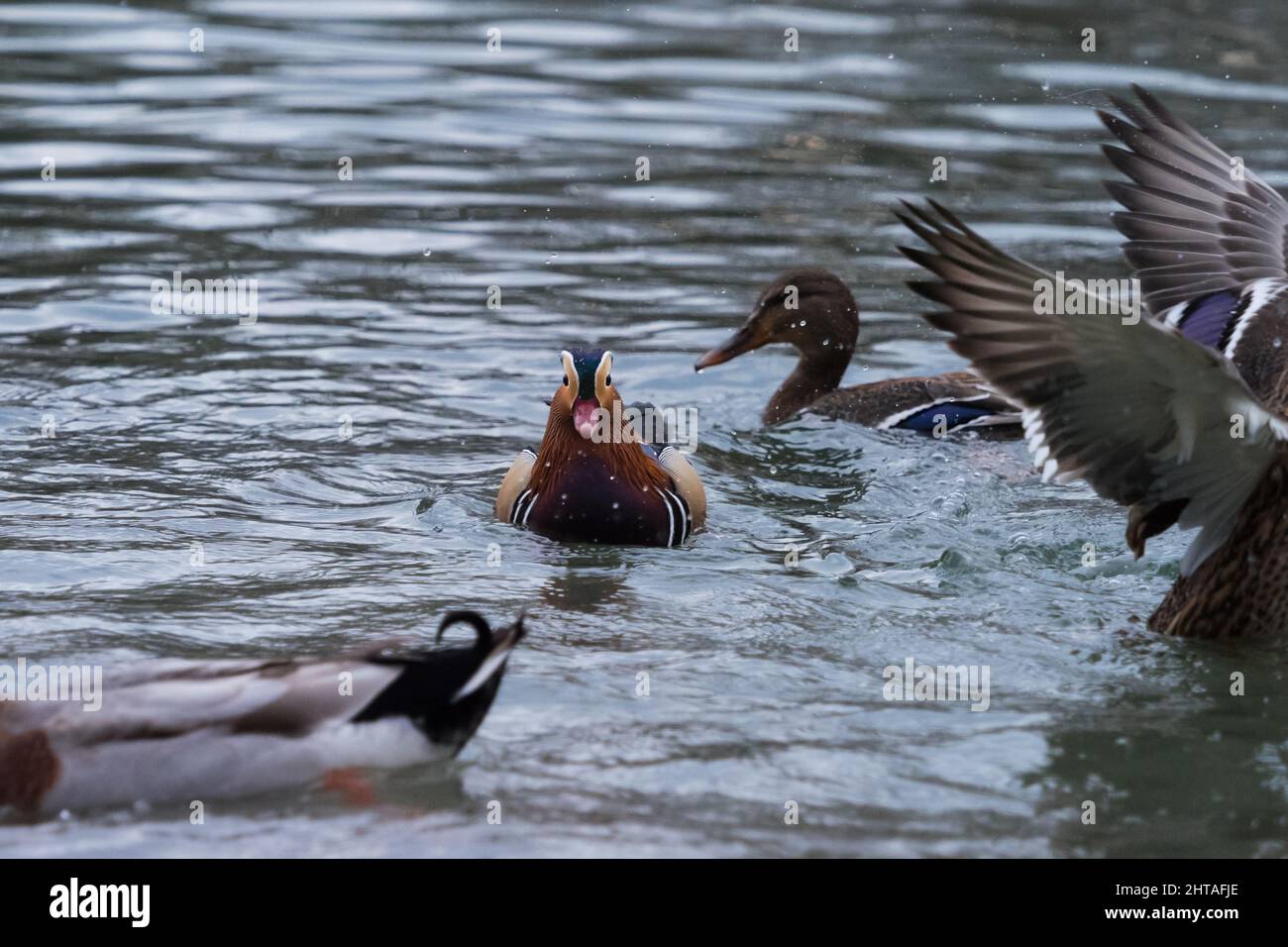 Beautiful Mandarin duck in the pond water on a gloomy day Stock Photo ...