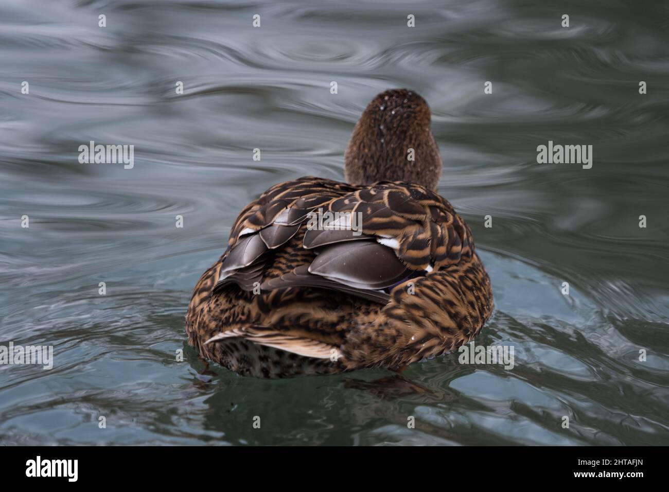 View from behind of a mallard duck swimming in the pond water on a ...