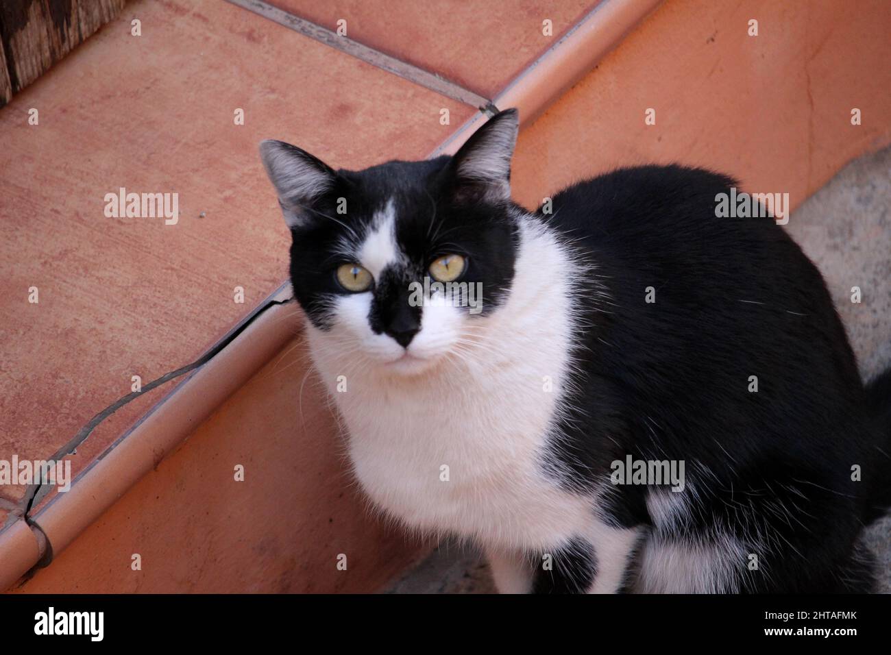 Closeup shot of a cute cat outdoor Stock Photo - Alamy