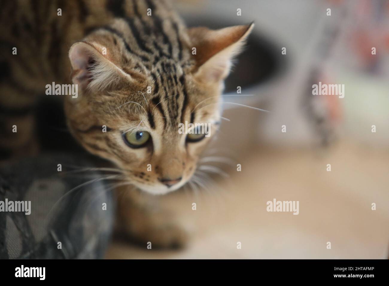 Beautiful bengal cat looking at camera High quality Stock Photo - Alamy