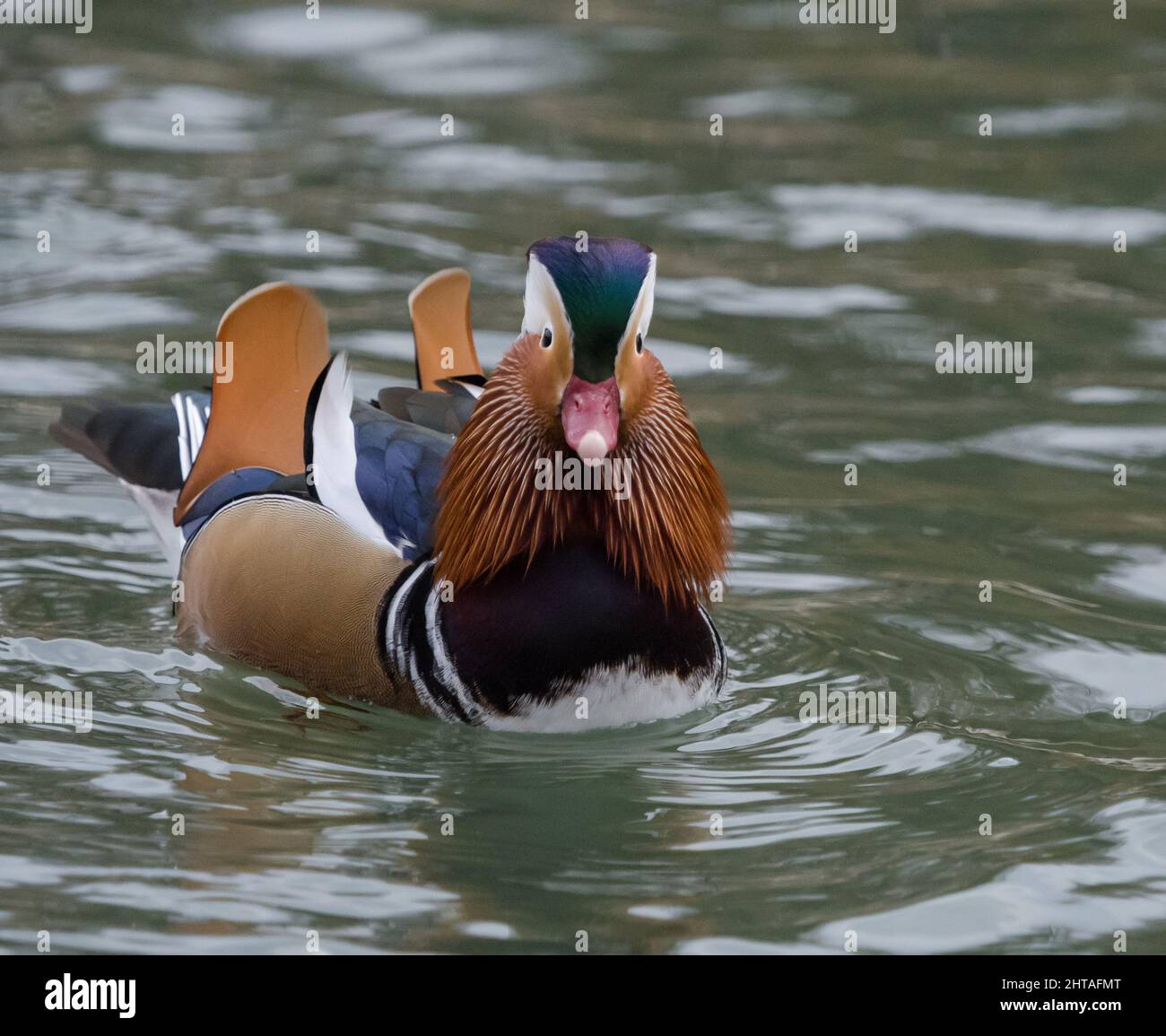 Mandarin ducks swimming in a lake Stock Photo - Alamy