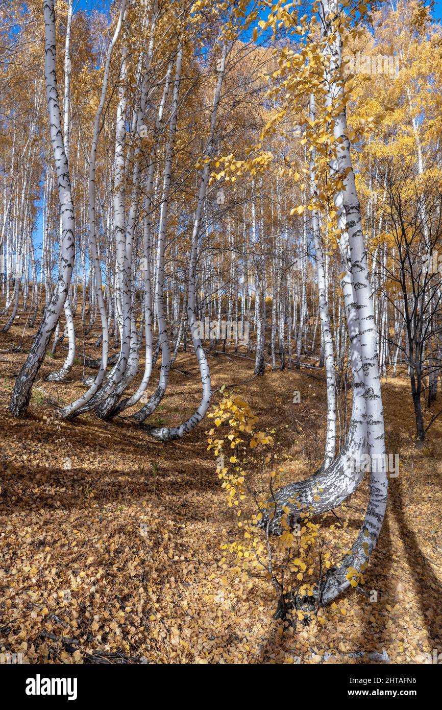 Beautiful view of birch trees with yellow autumn foliage and curved ...