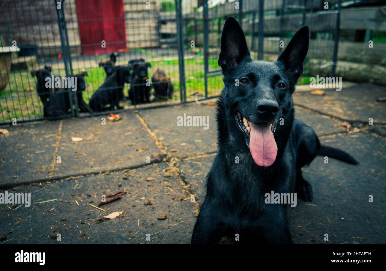 Dutch shepherd sitting hi-res stock photography and images - Alamy