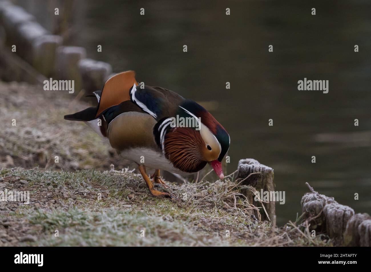 Cute duck near the lake Stock Photo - Alamy