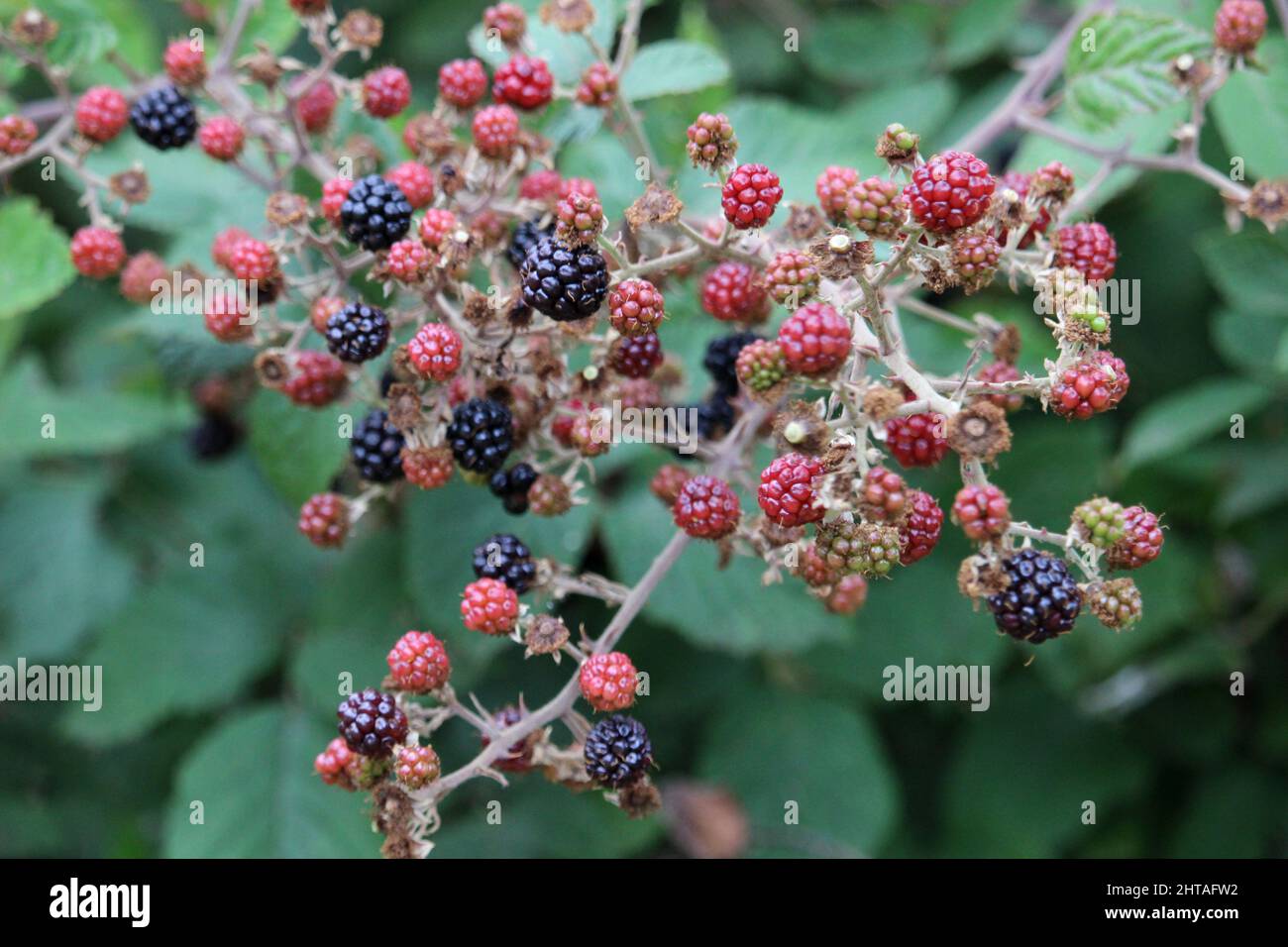 Brambles botanical hi-res stock photography and images - Alamy