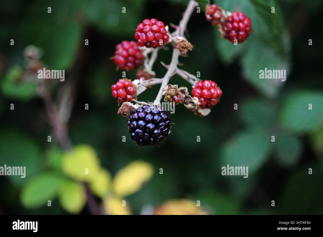 Growing with brambles hi-res stock photography and images - Alamy