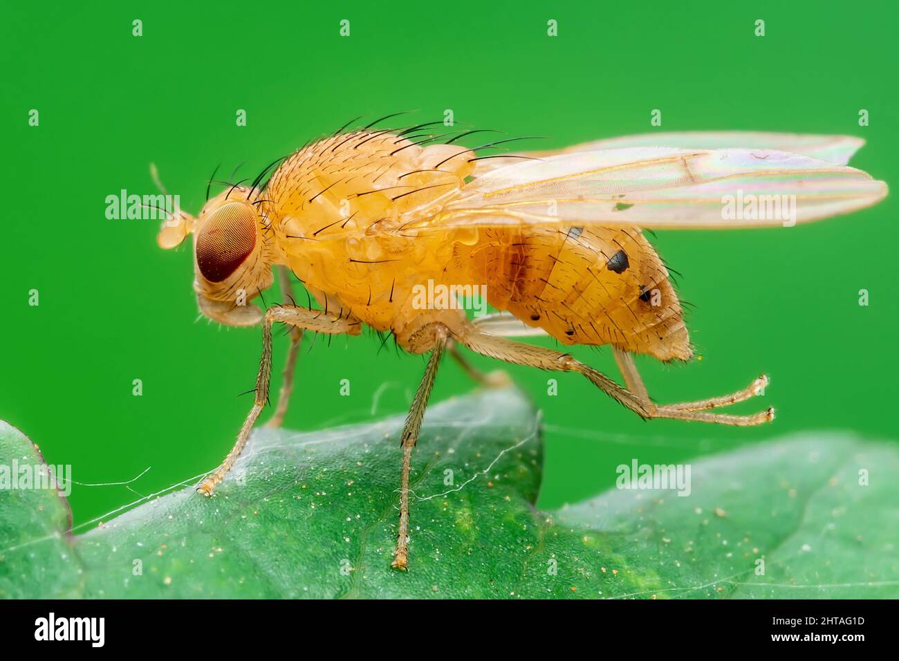 Tropical Fruit Fly Drosophila Diptera Parasite Insect Pest Macro Stock ...