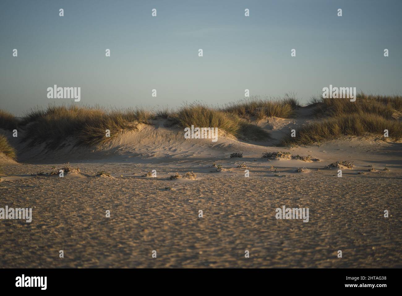 Beautiful view of large fields of sand ad wild grass plants with a ...