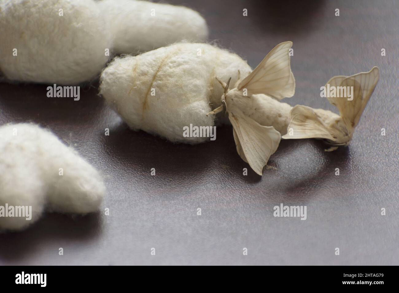 Silkworm cocoons and worm moth and mating flies outside of cocoon shell ...