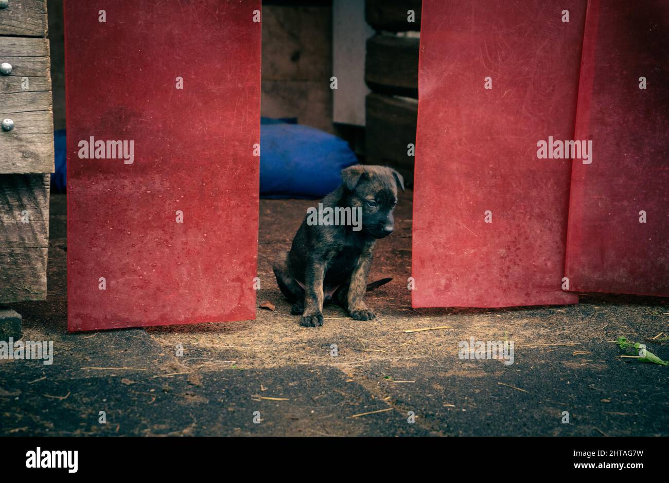 Dutch shepherd sitting hi-res stock photography and images - Alamy