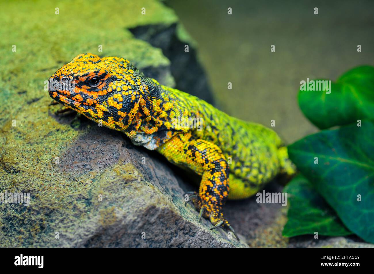 Leather lizard hi-res stock photography and images - Alamy