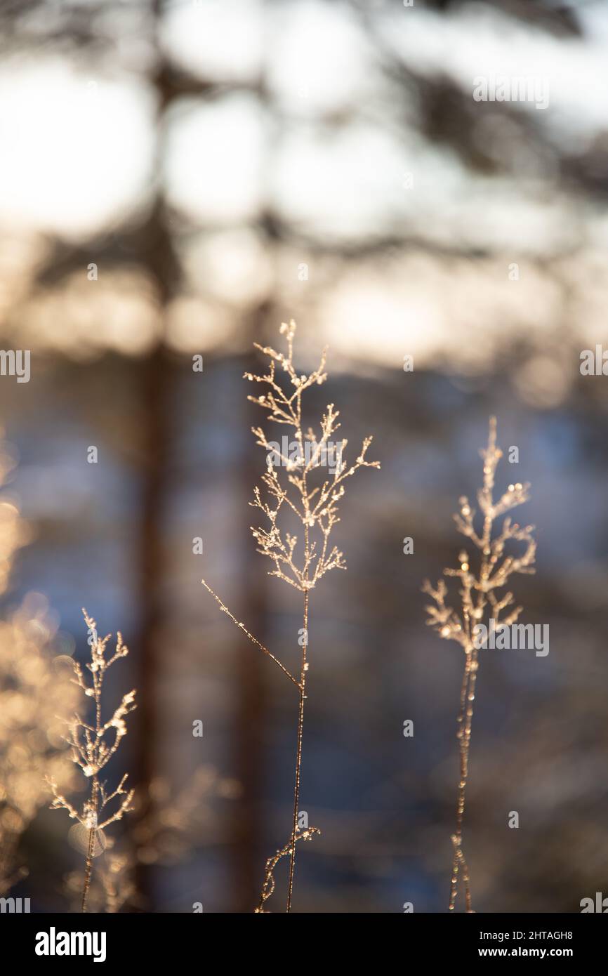 Shallow focus of Syngonanthus nitens plants with blurred trees in the ...