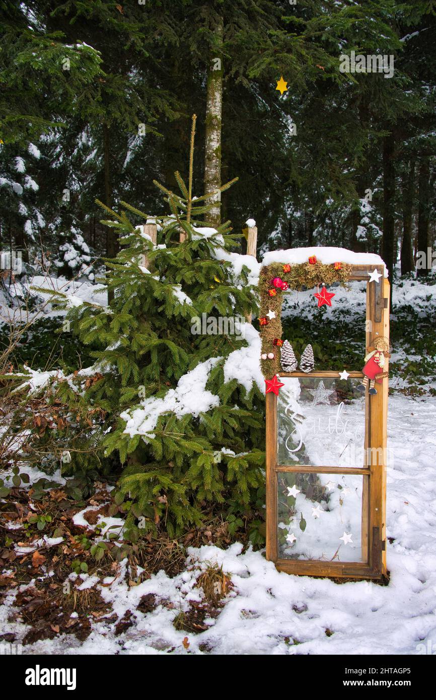 Christmas tree in a forest Stock Photo - Alamy