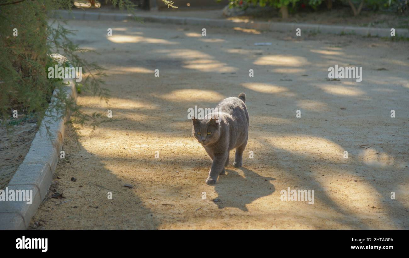 Closeup of a cat in the backyard Stock Photo - Alamy