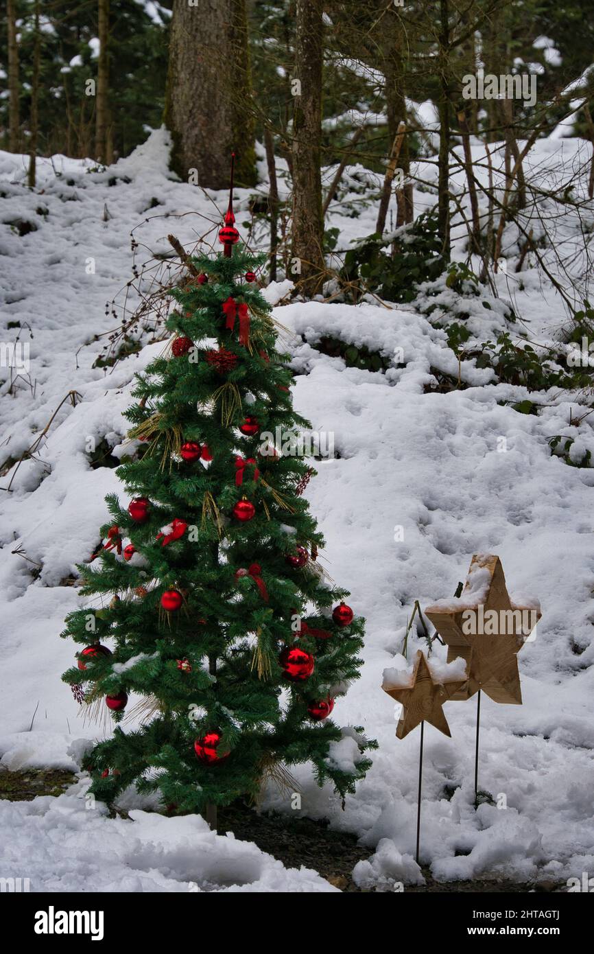 Christmas tree in a forest Stock Photo - Alamy
