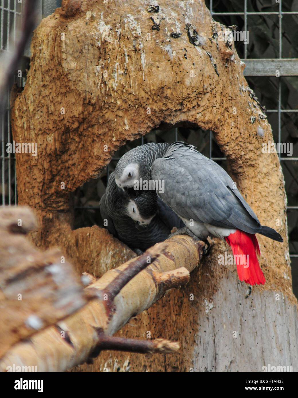 Closeup of parrots hugging on a tree branch Stock Photo - Alamy