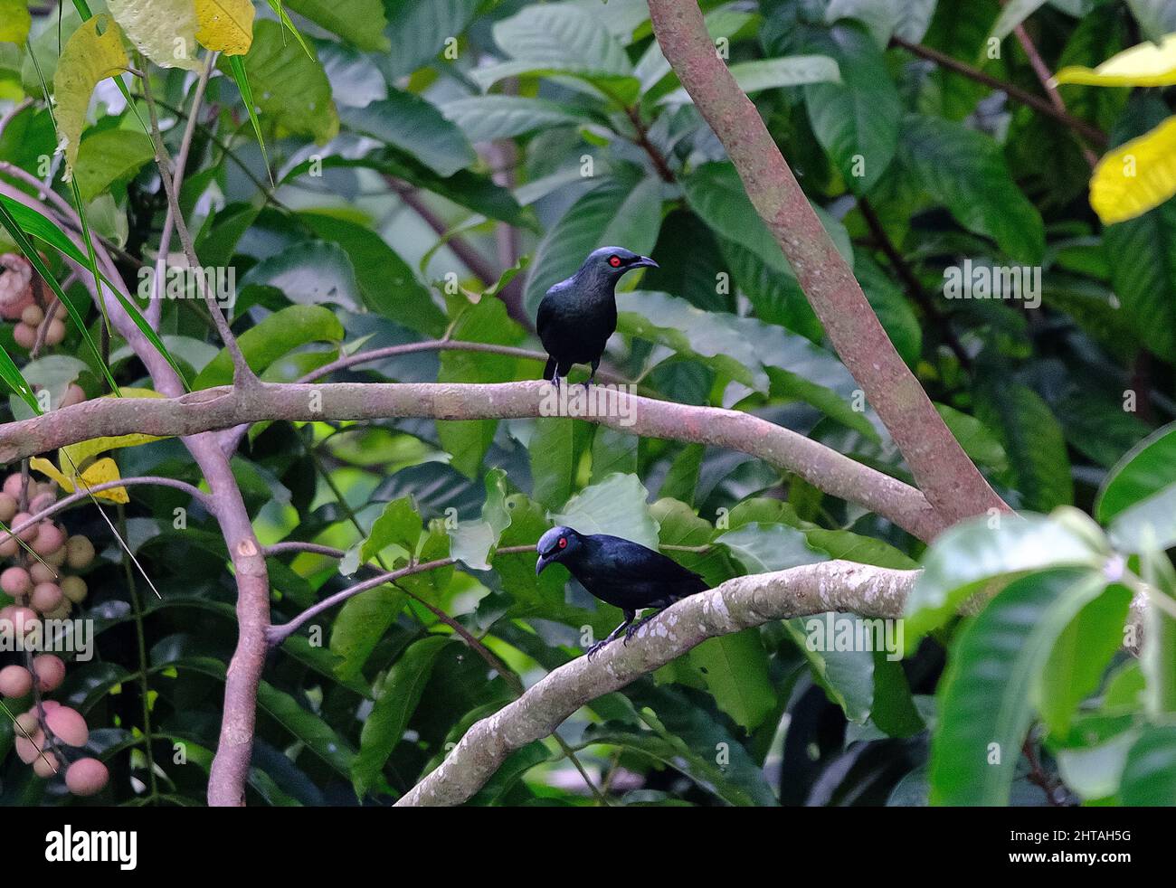 Asian glossy starling perched hi-res stock photography and images - Alamy