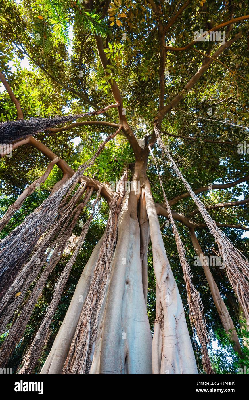 Ficus bengal tree hi-res stock photography and images - Alamy