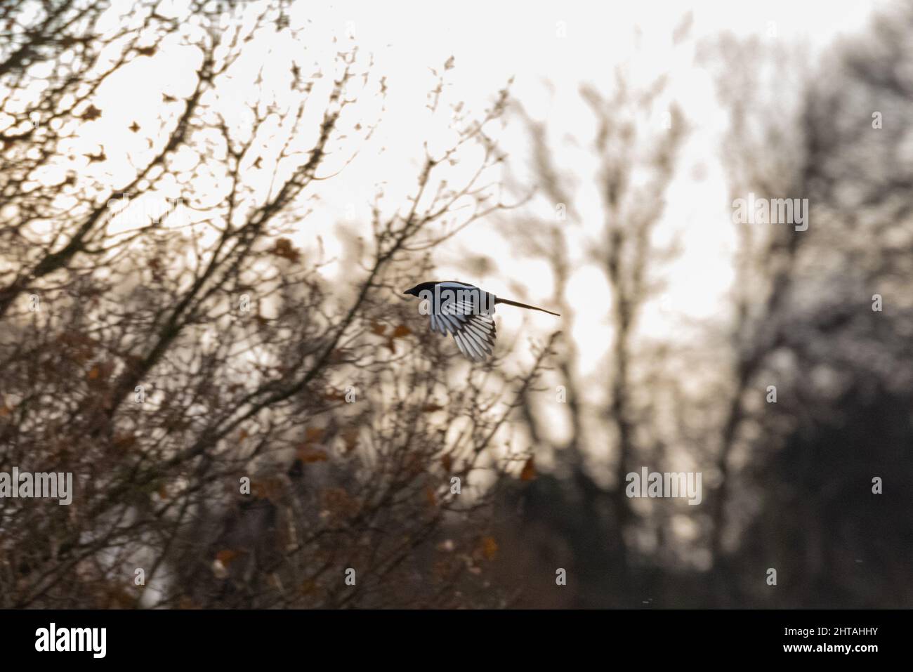Yellow-billed magpie bird flying against the shiny sky Stock Photo - Alamy