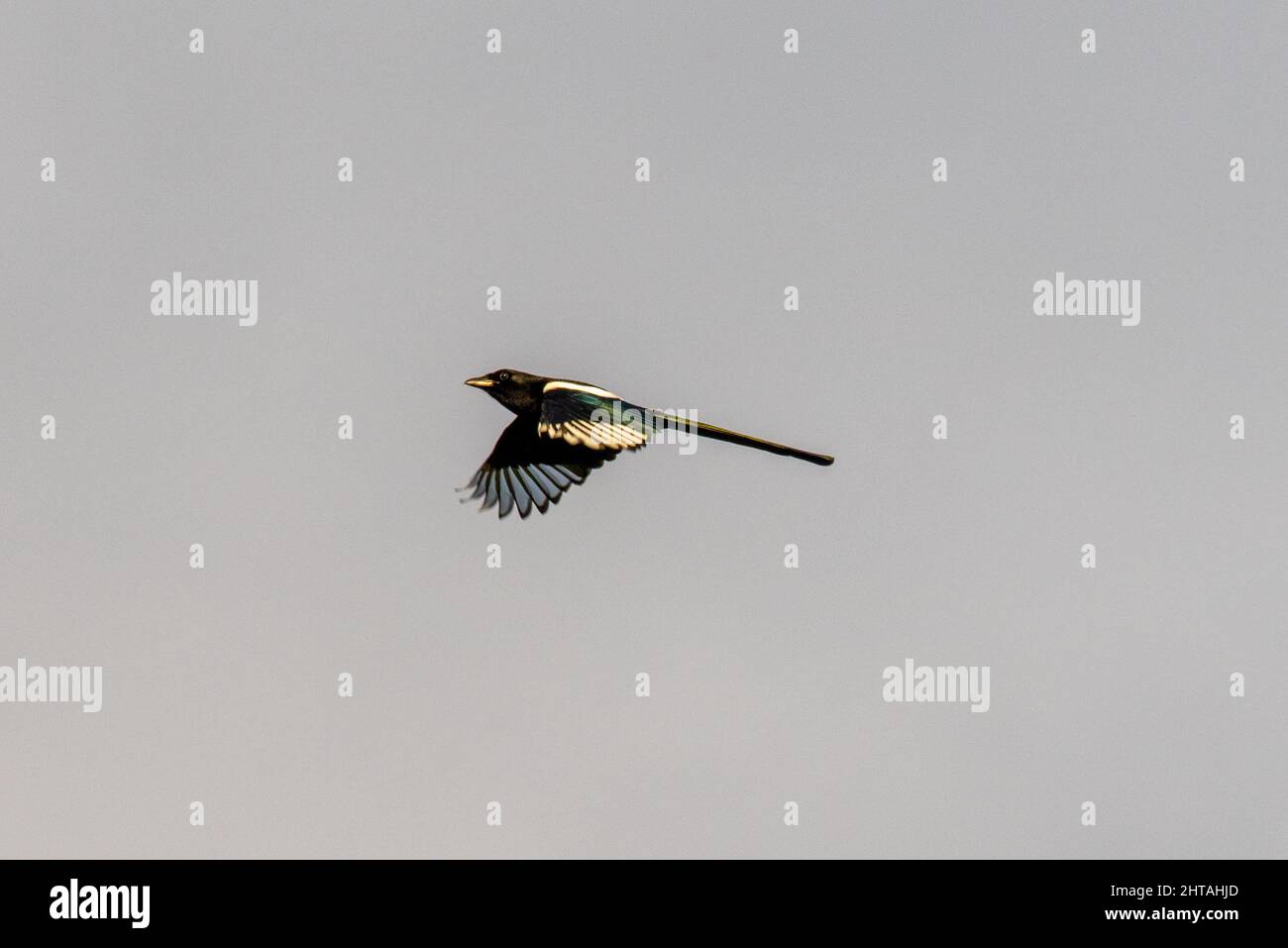 Pica nutalli hi-res stock photography and images - Alamy