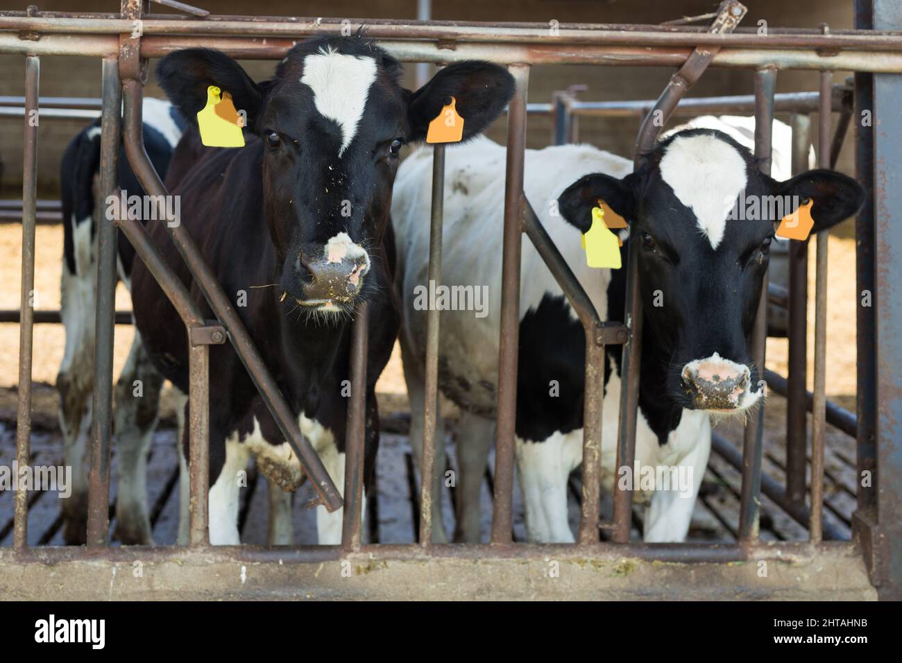 Many black cows standing farm hi-res stock photography and images - Alamy