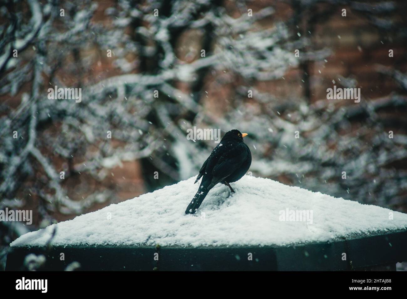 Bird on the snow hi-res stock photography and images - Alamy