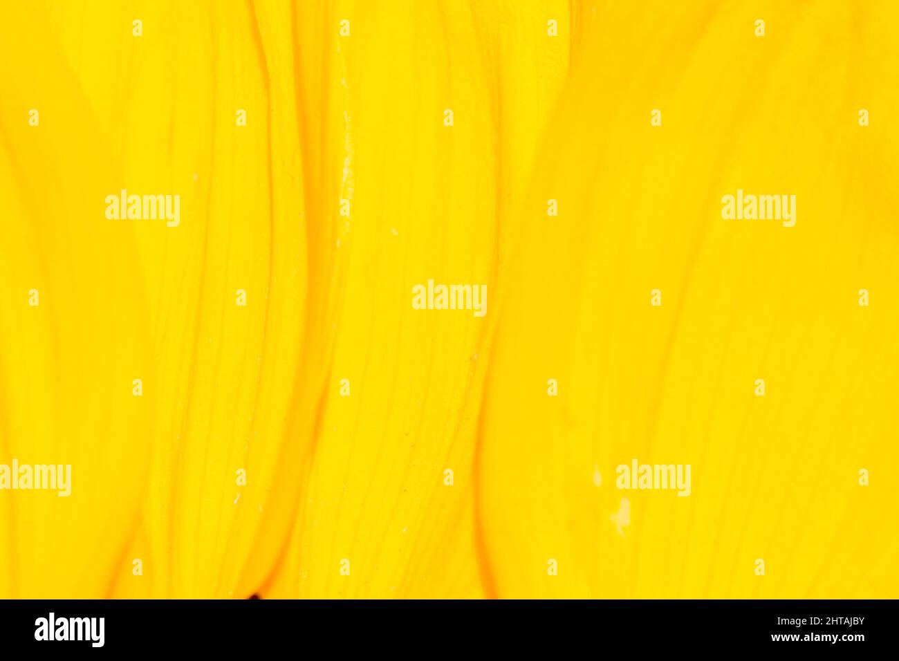 The view of abstract intense yellow color orange curve lines background ...