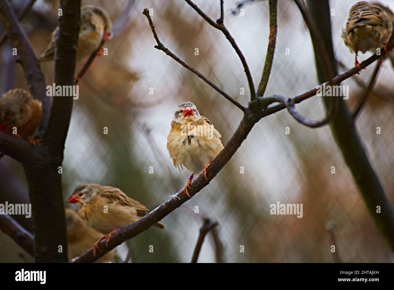 Flock of finches perched on tree branches Stock Photo - Alamy