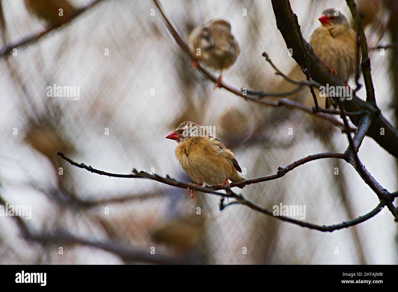 Flock of finches on branches hi-res stock photography and images - Alamy