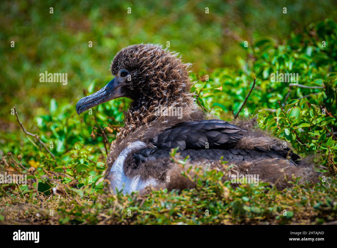 Closeup of a Laysan Albatross on the grass in Oahu Hawaii Stock Photo ...