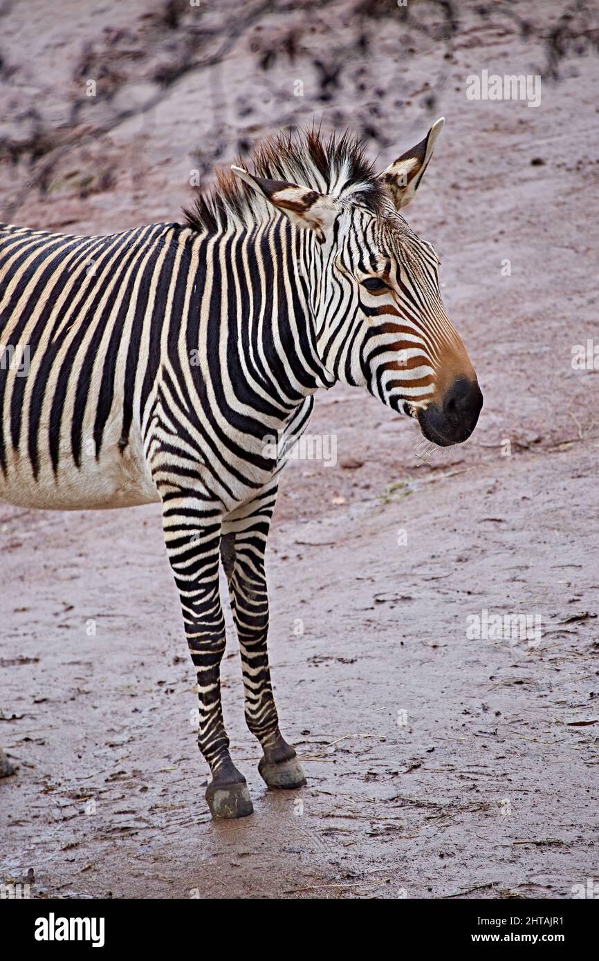 Zebra walking around in the wilderness Stock Photo - Alamy