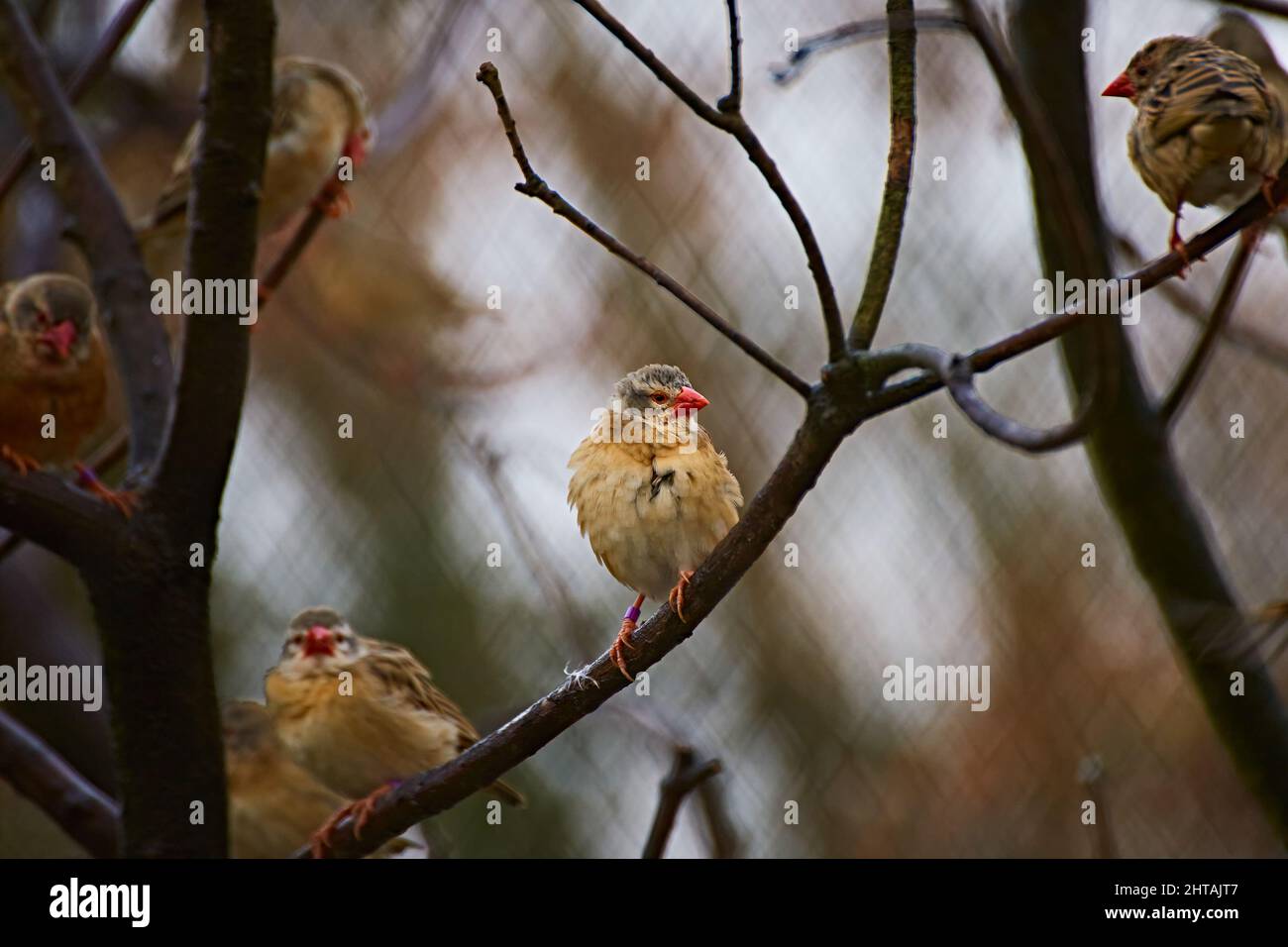Flock of finches perched on tree branches Stock Photo - Alamy