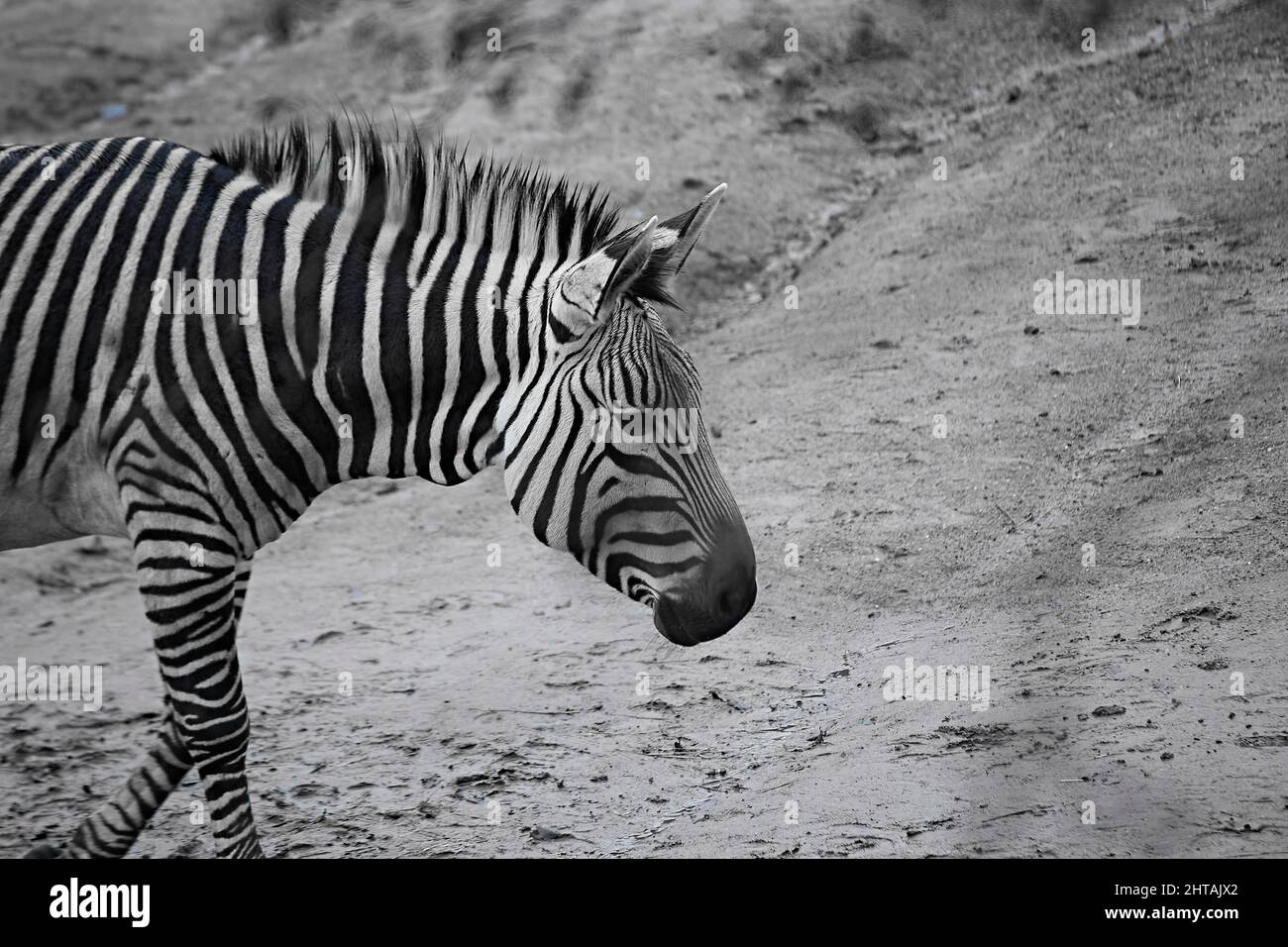 Zebra walking around in the wilderness Stock Photo - Alamy
