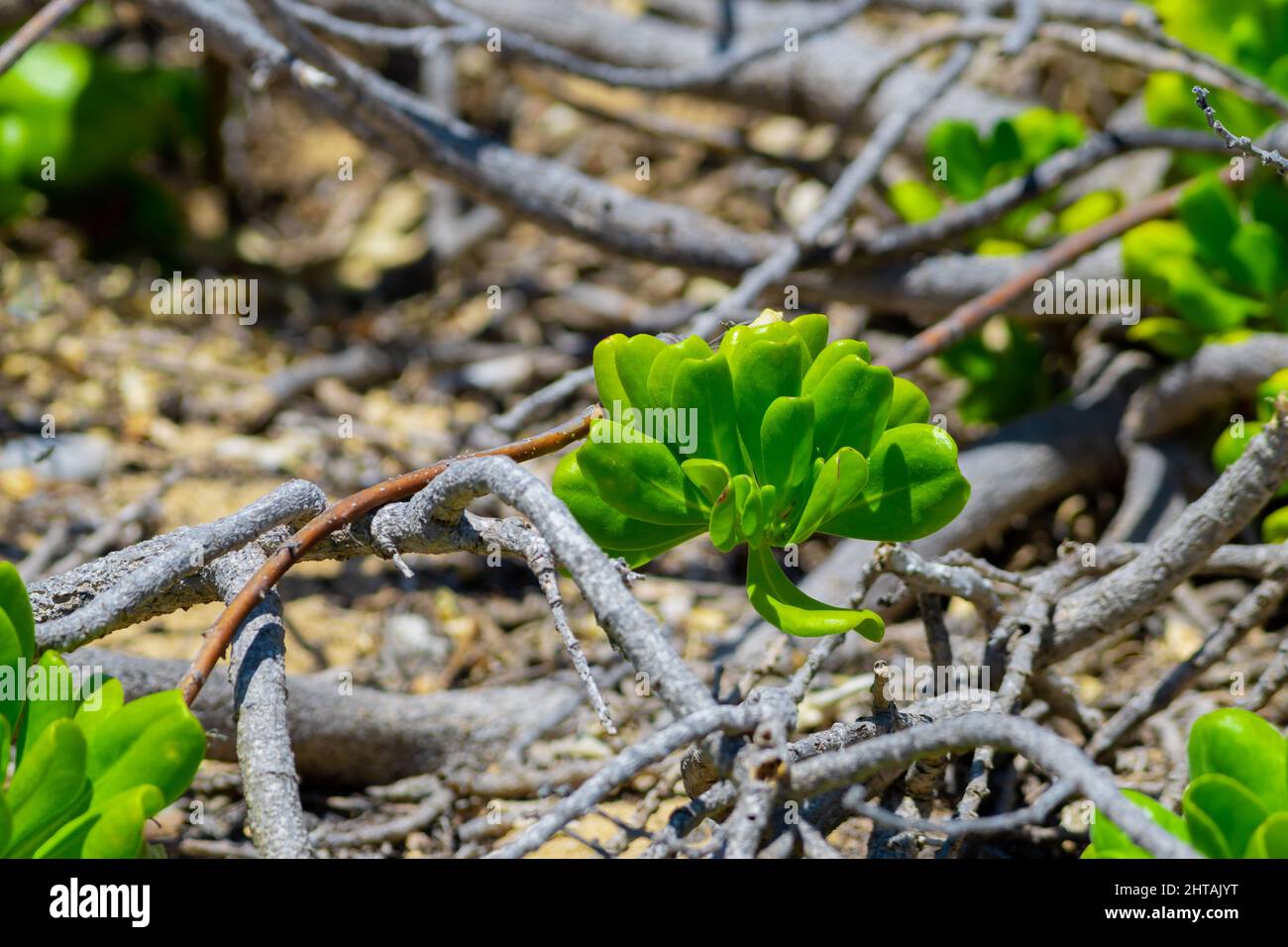 Naupaka flower and plant hi-res stock photography and images - Alamy