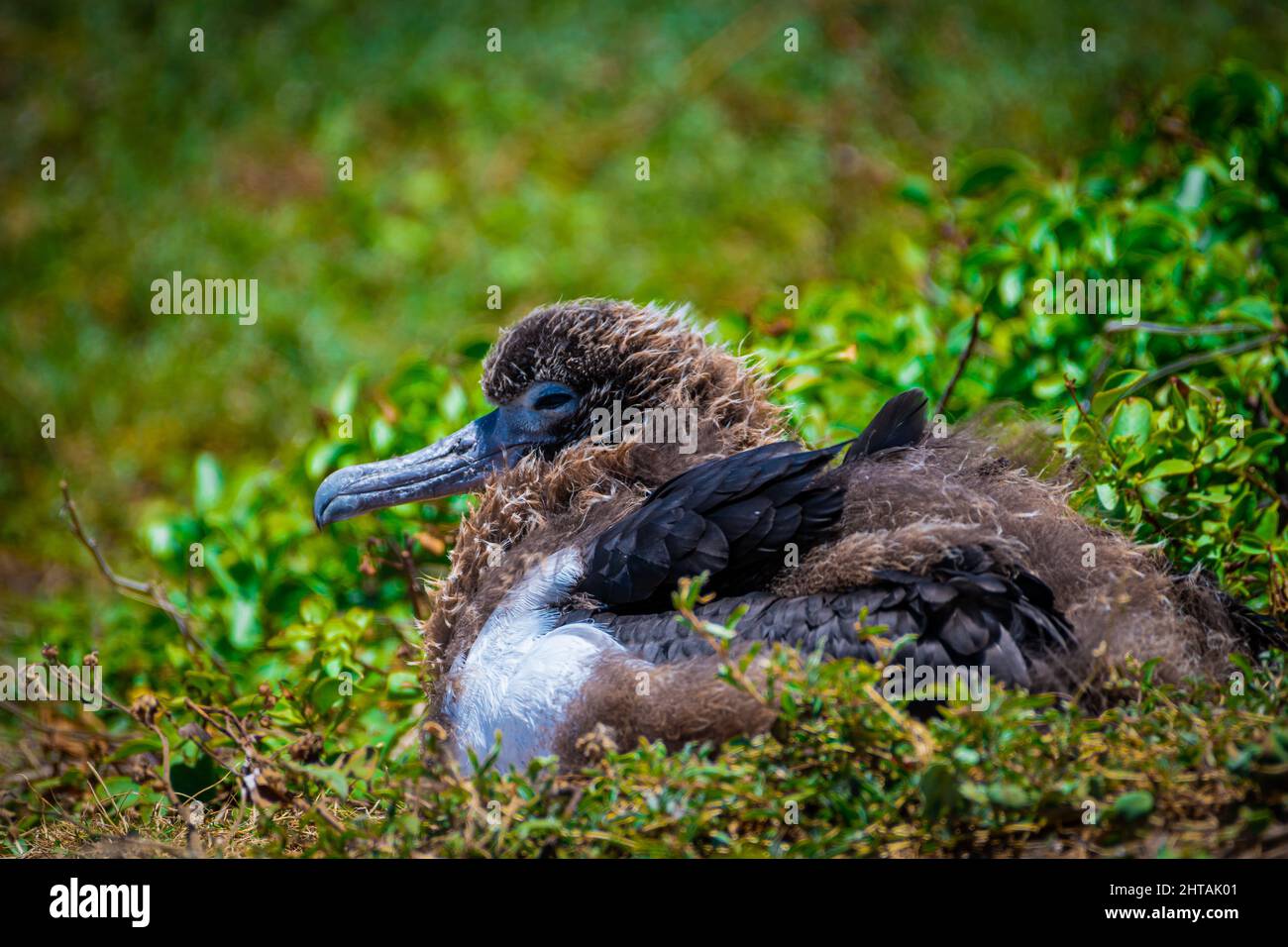 Closeup of a Laysan Albatross on the grass in Oahu Hawaii Stock Photo ...