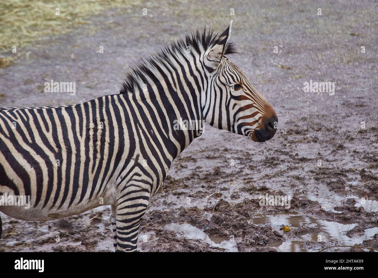 Zebra walking around in the wilderness Stock Photo - Alamy