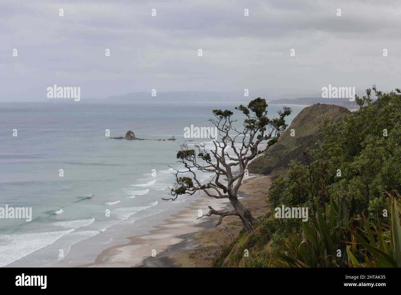 The view of picturesque landscape with inclined tree at the cliff, sea ...