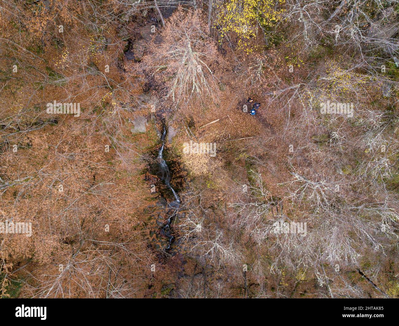 An aerial shot of a forest in autumn with a narrow water stream flowing ...