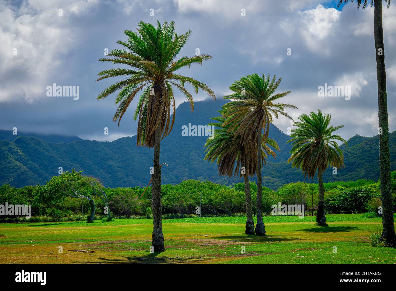 Beautiful view of mountains and palm trees in Ahupua'a 'O Kahana State ...