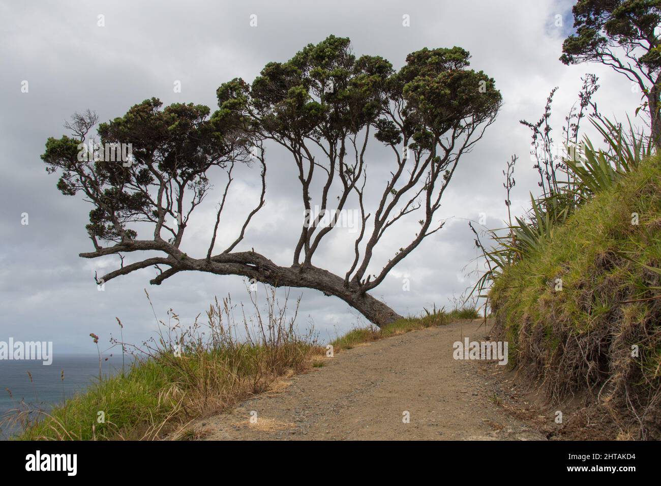 The view of picturesque landscape with tree at the cliff, sea and rainy ...