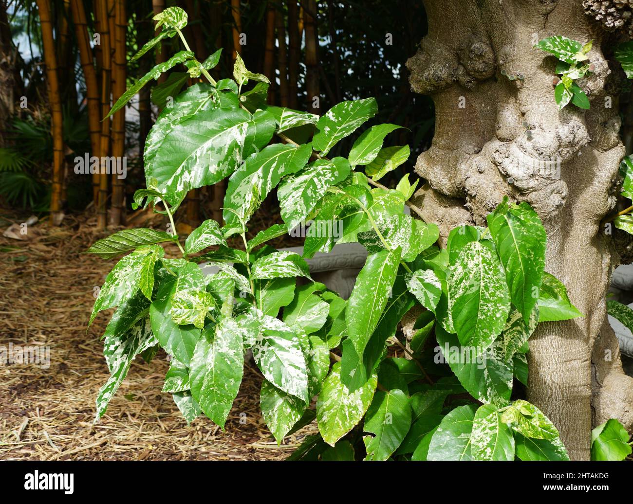The variegated leaf of Ficus Aspera Parcelli tree, also known as Clown ...