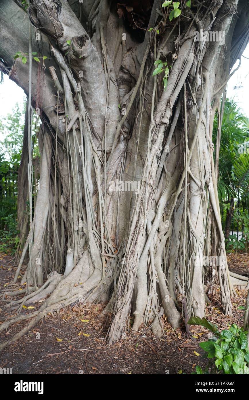 Moraceae asia hi-res stock photography and images - Alamy